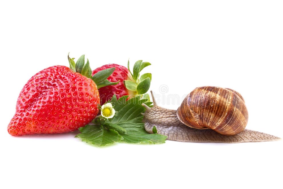 Snail and ripe strawberry stock photo. Image of eats - 30865538