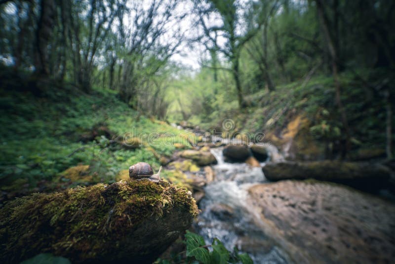 Forest Wide Angle Lens View Stock Image - Image of natural, tree: 223833985