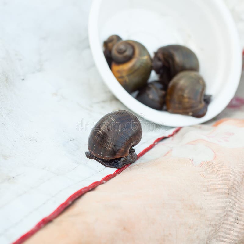 Snail stock photo. Image of lonely, farm, ingredients - 36080602