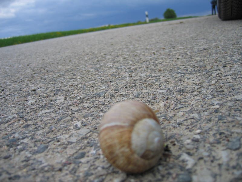 Snail on the road stock photo. Image of auto, tire, gastropod - 2902