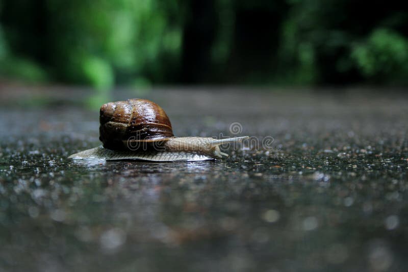 Snail on the road stock image. Image of shell, softie - 3242173