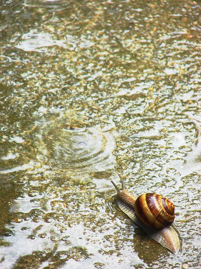 Snail on the road stock image. Image of helix, nature - 51123803