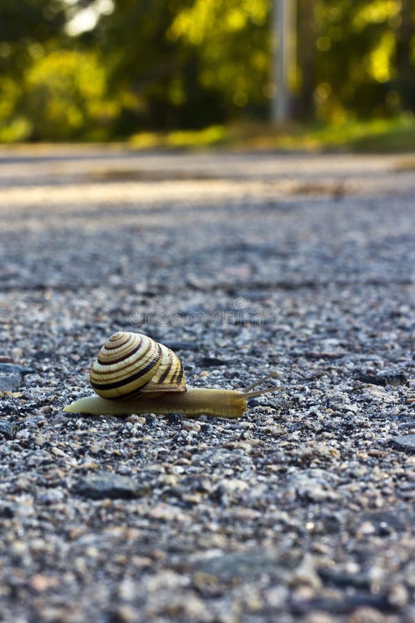 Snail on road stock image. Image of shell, lonely, cute - 57875297