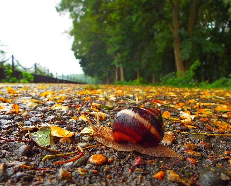 Snail on the road stock photo. Image of nature, rain - 87129900