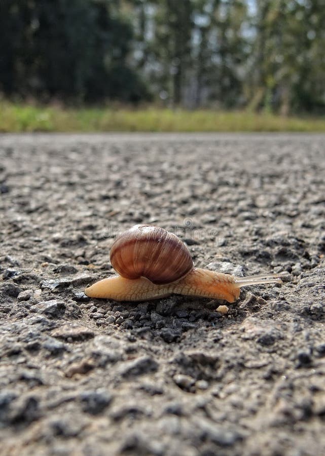 Snail on the road stock image. Image of slow, forest - 78187291