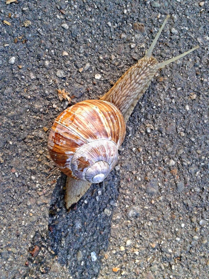 Snail on the road stock photo. Image of invertebrate - 26682066