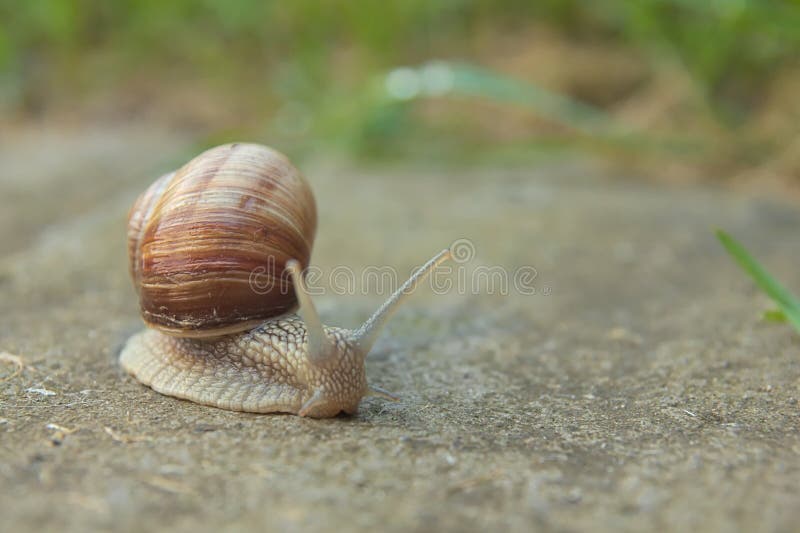 Snail on road stock photo. Image of slowly, garden, nature - 41001294