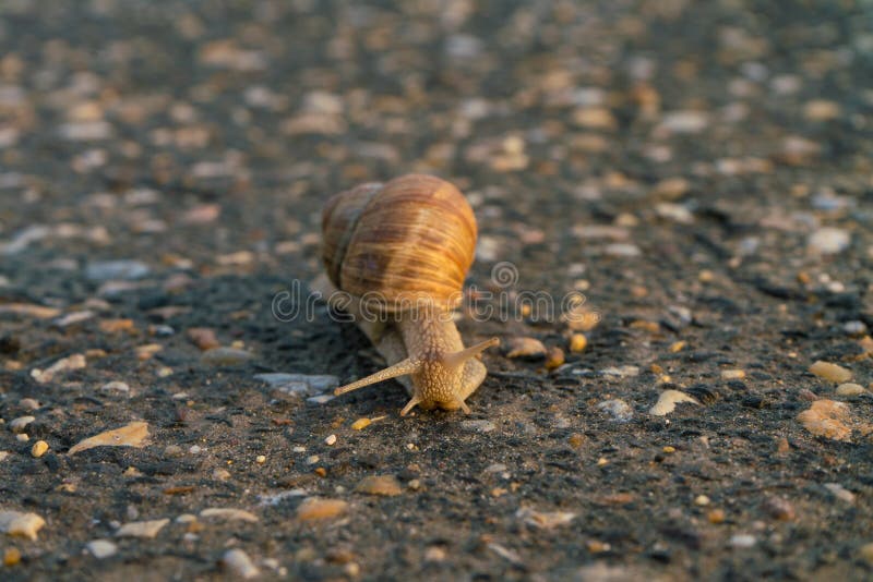 Snail on the road stock photo. Image of mollusc, edible - 91932868