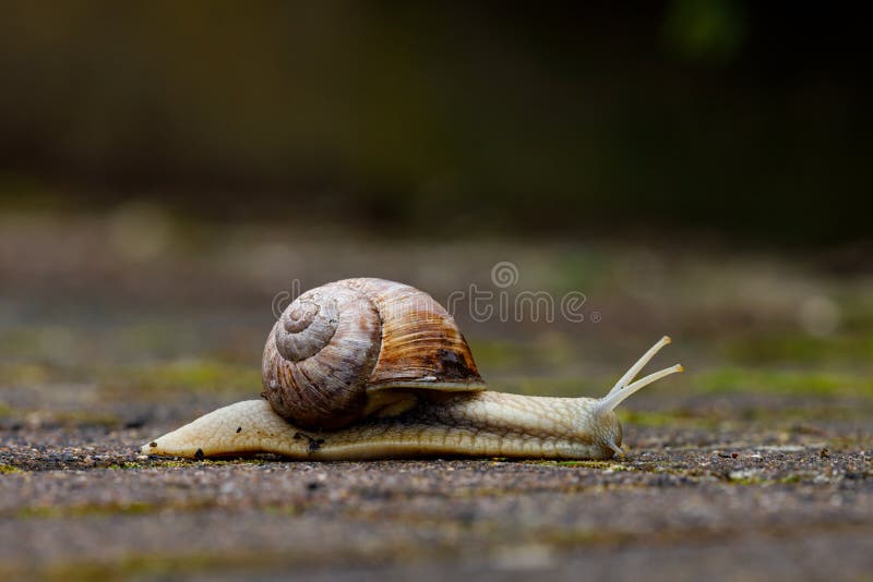 Snail on the road stock photo. Image of white, road - 218727244