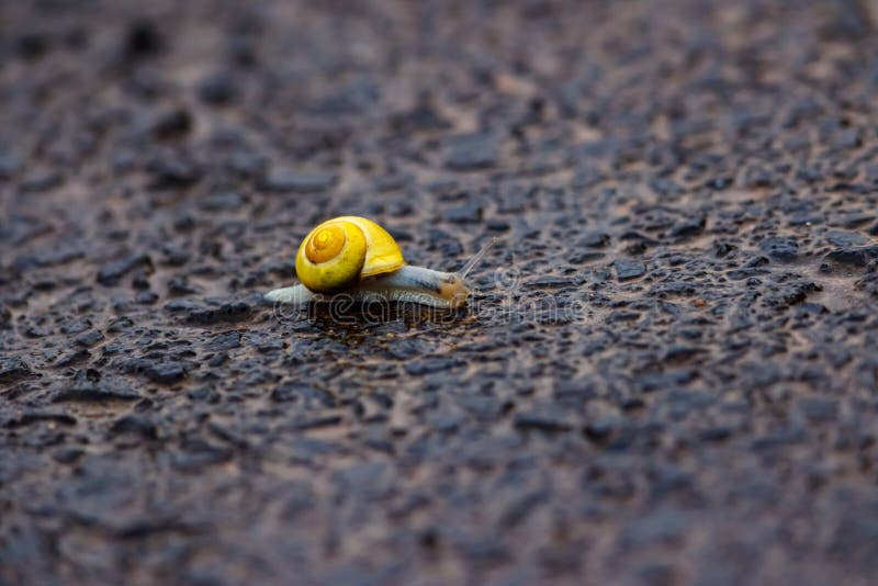 Snail on the road stock image. Image of wild, spiral - 218790379