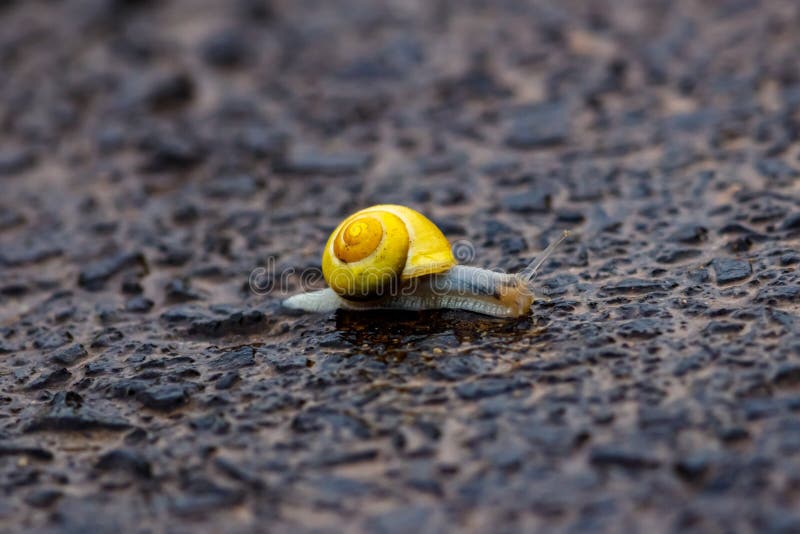 Snail on the road stock image. Image of wild, spiral - 218790379