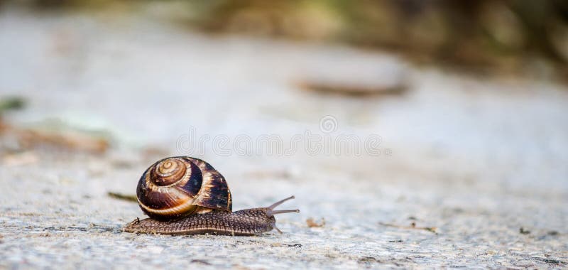 Snail on the road stock photo. Image of garden, spiral - 50564592