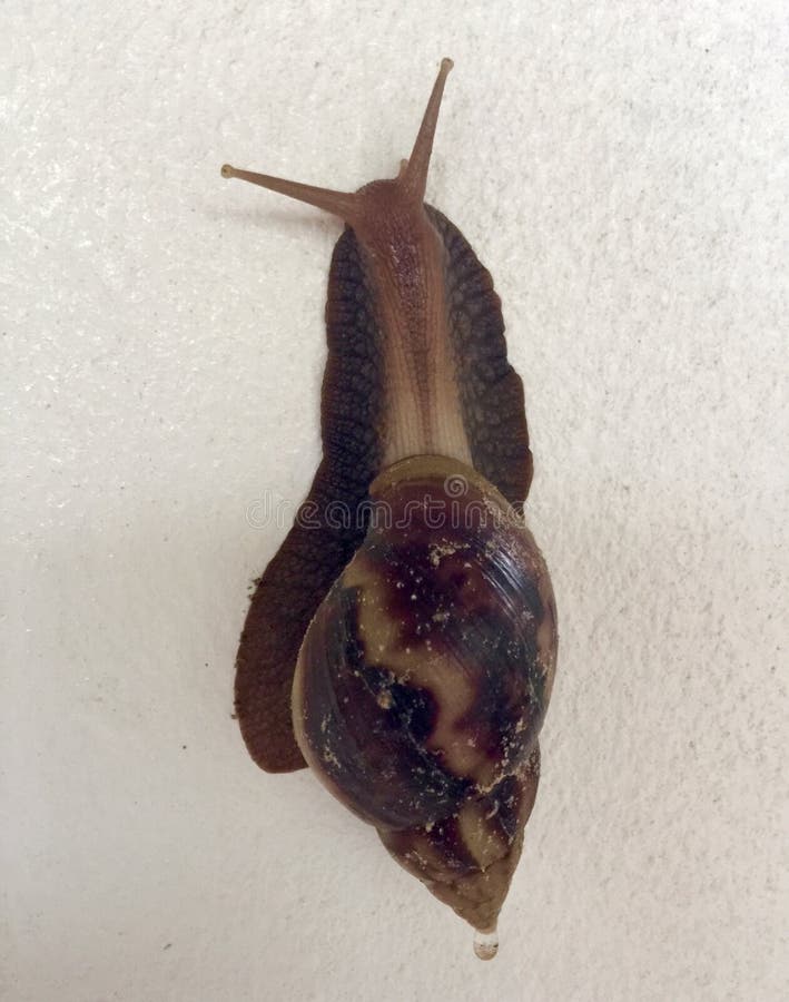 Snail on the road stock photo. Image of observer, road - 50921968