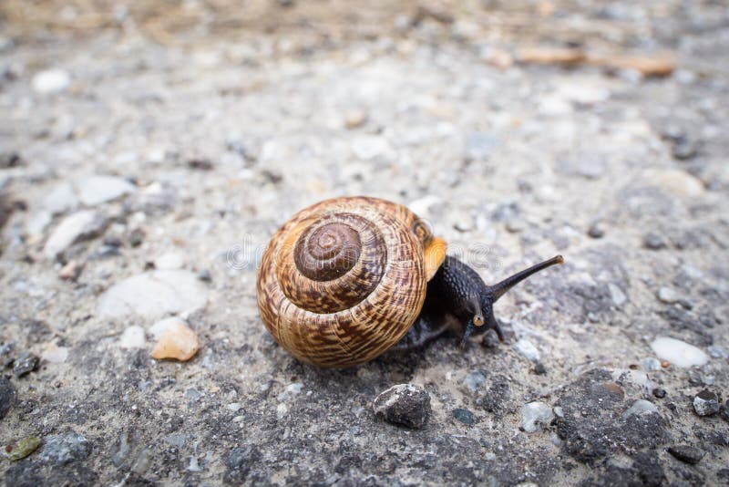 Snail on the Road Wide Angle Macro Stock Photo - Image of closeup ...