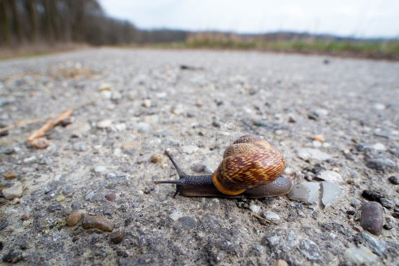 Snail on the road stock photo. Image of background, color - 68314232