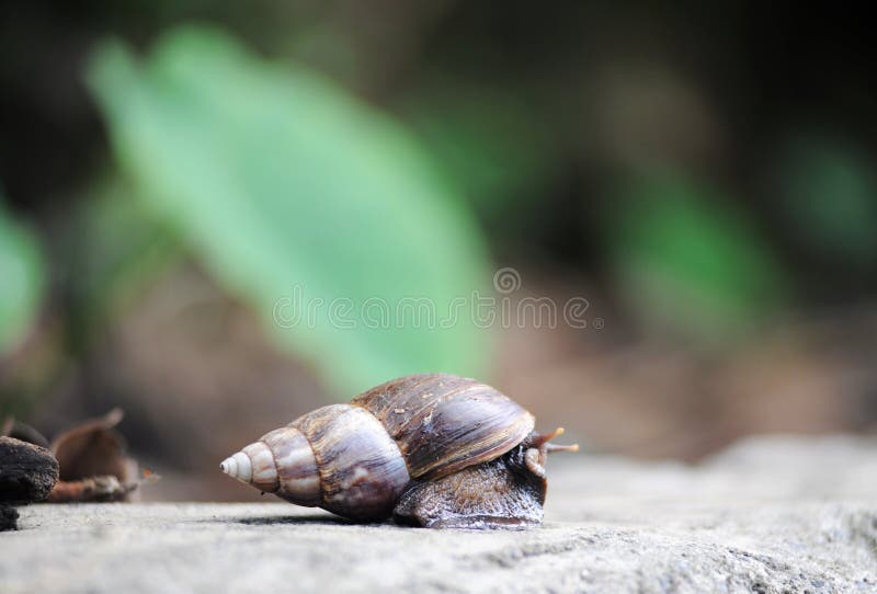 Snail on Rock stock photo. Image of garden, leaf, granite - 11940384