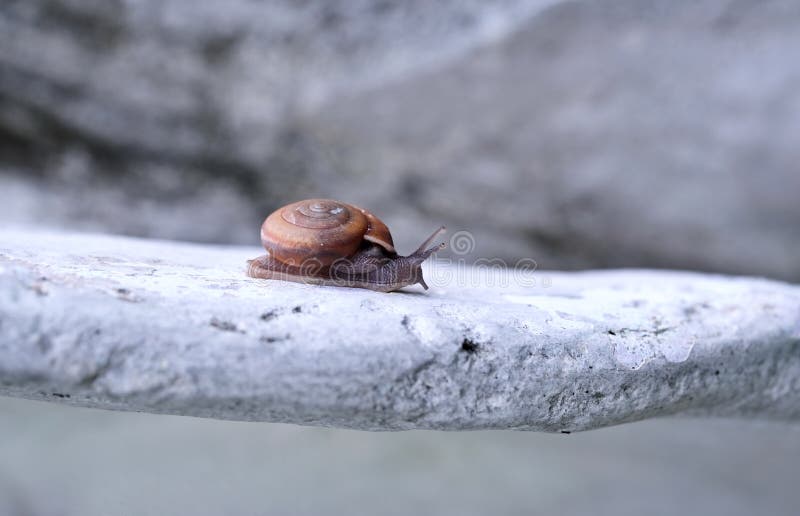 Snail on rock stock photo. Image of spotted, perfection - 22051206