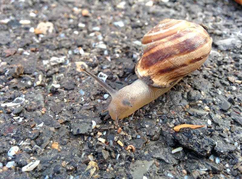 Snail Gastropod Mollusk Yellow Shell Vector Illustration White ...