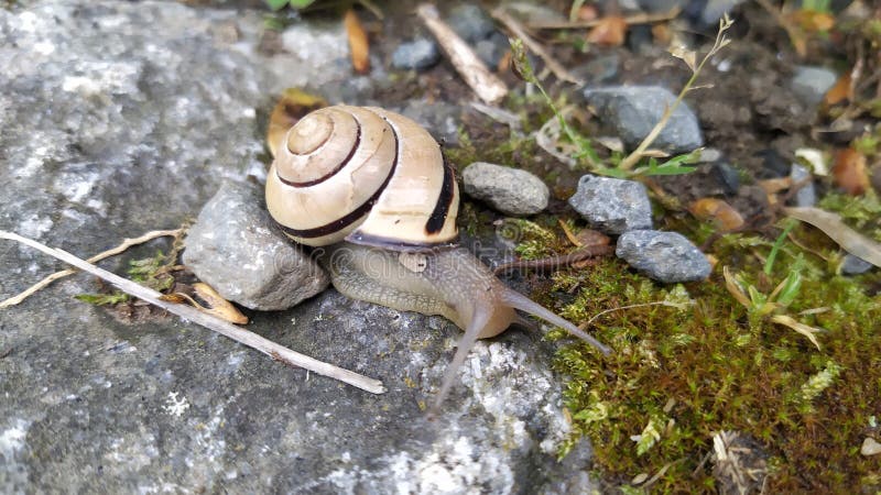 Snail on Rock. stock photo. Image of nature, wildlife - 183827322
