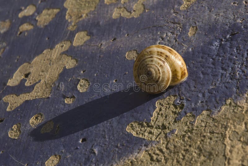 Snail stock image. Image of food, shell, snail, remote - 43278945