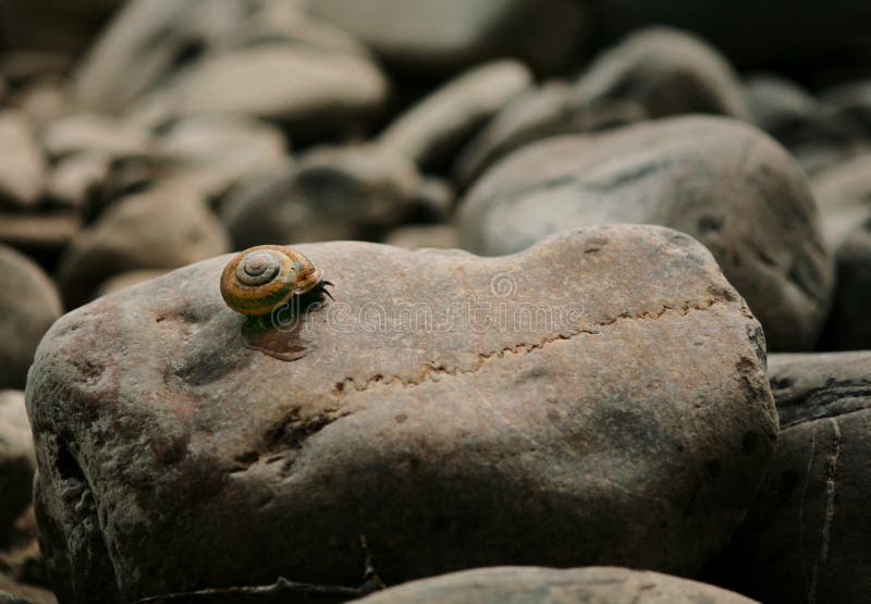 Snail on the Rock stock photo. Image of stone, close - 109236668