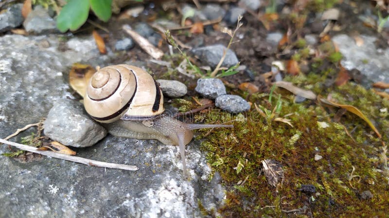 Snail on Rock. stock image. Image of nature, reptile - 183827309