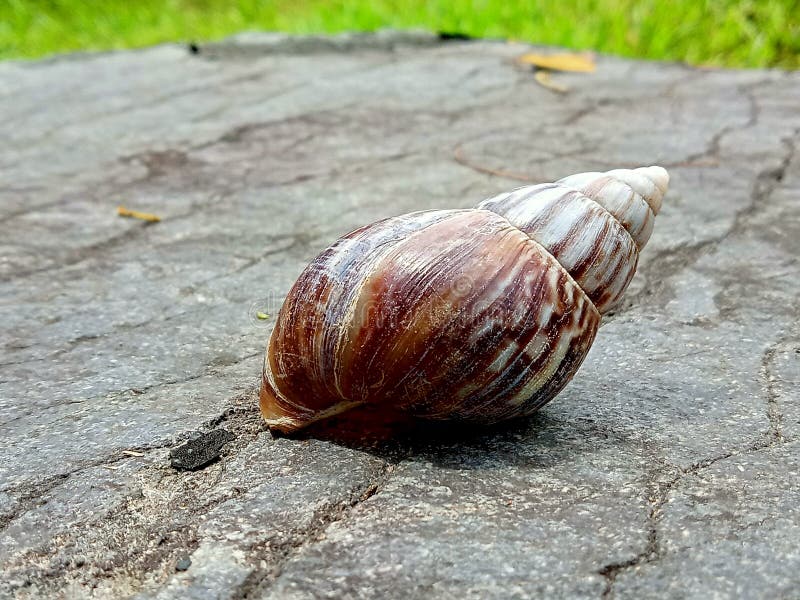 Snail on a rock stock photo. Image of shell, brown, snail - 155203000