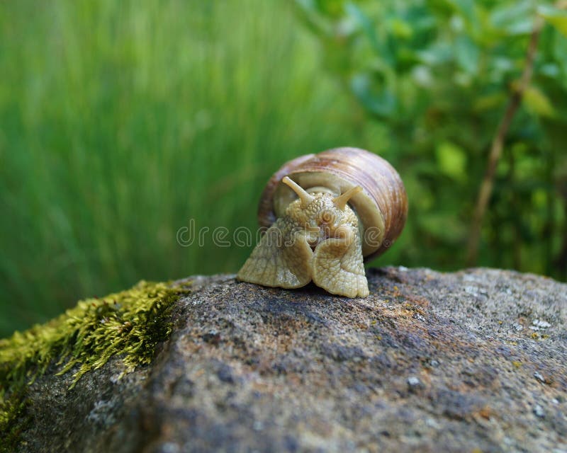 Snail on a rock stock image. Image of alone, mollusk - 41171353