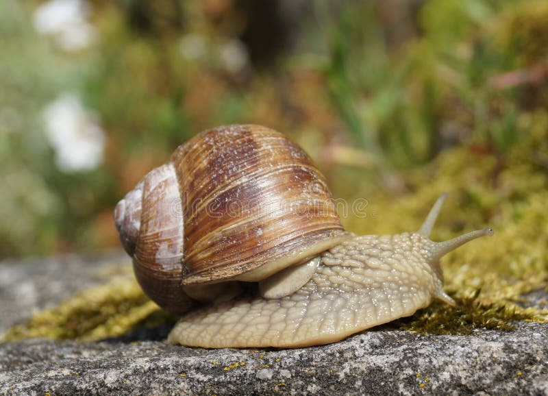 Snail on a rock stock photo. Image of nature, fauna, brown - 41171496