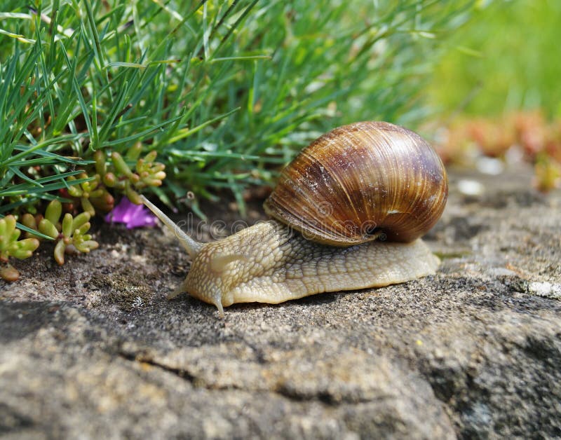 Snail on a rock stock photo. Image of green, closeup - 41171564