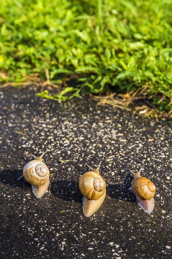 Snail Run, Animal Funny Concept Stock Photo - Image of energy ...
