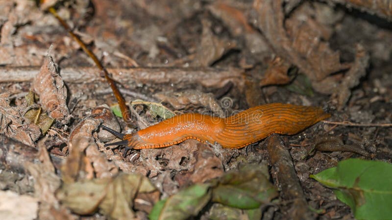 Snail Running through the Forest, in the Foreground Stock Image - Image ...