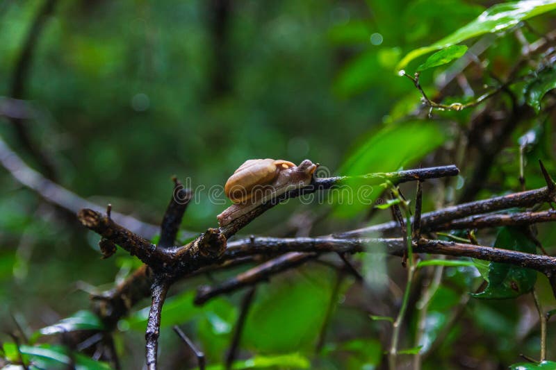 Snail S Crawling on a Tree Branch in Forest Stock Image - Image of ...
