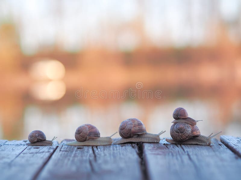 Snail`s Family Goes Home at the Sunset Stock Image - Image of father ...