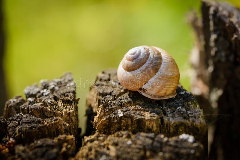 Snail`s shell on a tree stock photo. Image of meal, animal - 91898674