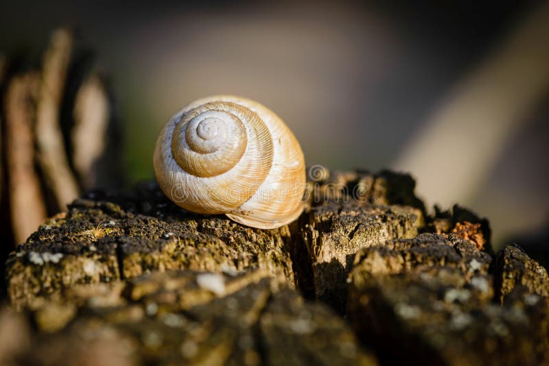 Snail`s shell on a tree stock image. Image of gastropod - 91898743