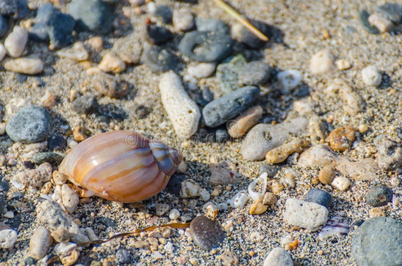 Snail on sand beach stock photo. Image of beautiful, romantic - 89463150