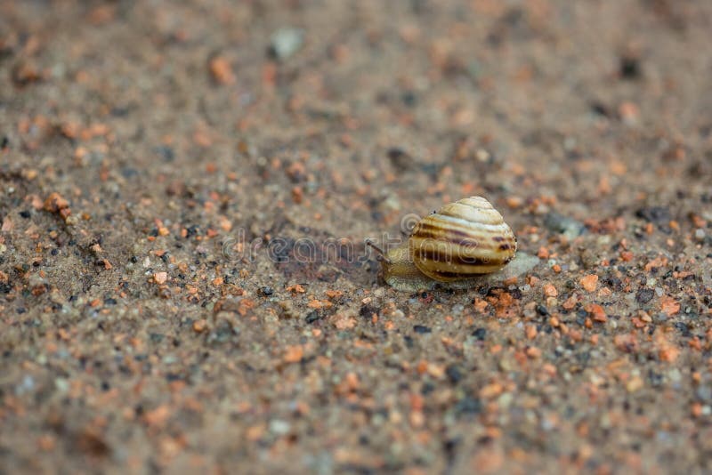 Snail on sand stock image. Image of african, garden - 113729677