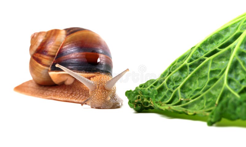 Snail and Savoy Cabbage Leaf Stock Image - Image of crawl, mollusk ...