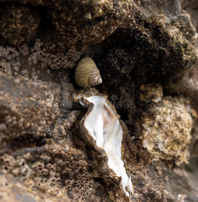 A Snail and a Sea Conch Clinging To the Rock Stock Photo - Image of ...