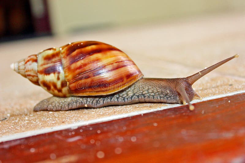 Snail stock image. Image of jungle, holidays, family - 68216497