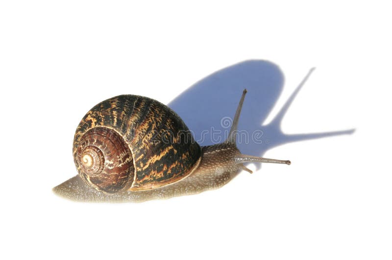 Snail on stairs stock image. Image of reach, patience - 13611053