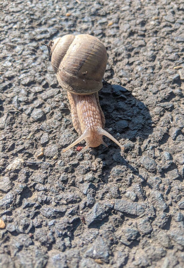 Snail with Shadow on the Ground with - Garden Snail Stock Image - Image ...