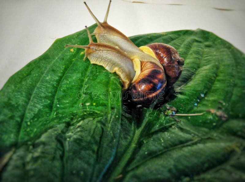 Cochlea stock photo. Image of creep, cochlea, sheet - 100537124