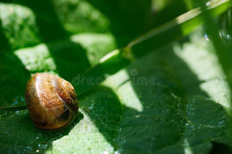 Sunny Snail with Enchanting Bokeh on Freesia Stock Image - Image of ...