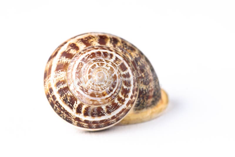 Snail shell stock photo. Image of detail, spiral, nature - 12188860