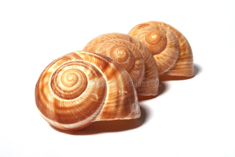 Snail shell 14 stock image. Image of three, animal, coil - 2377653