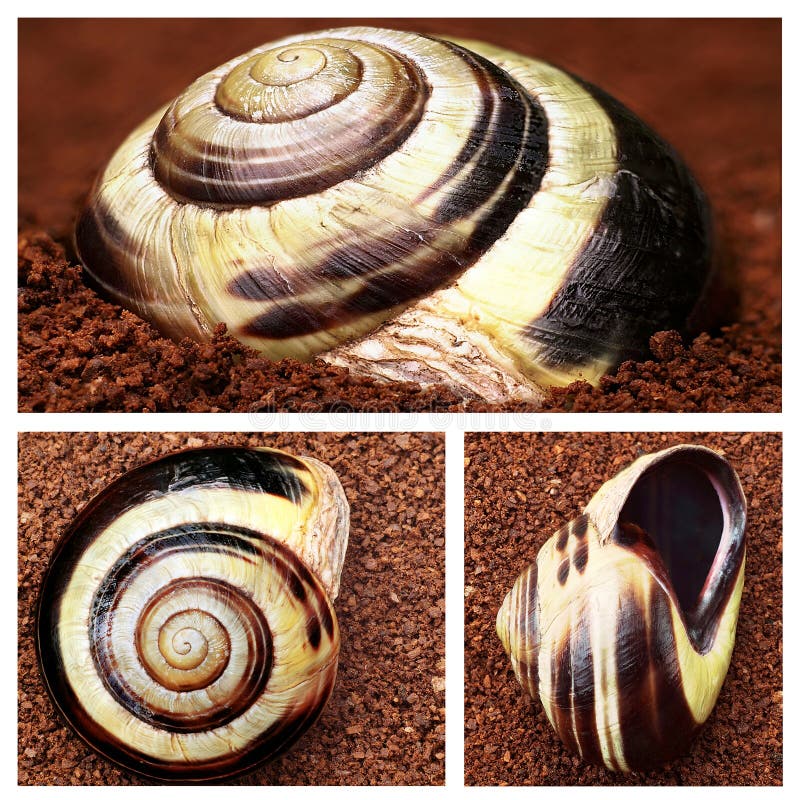 Snail shell stock photo. Image of shell, spiral, horizontal - 14990094