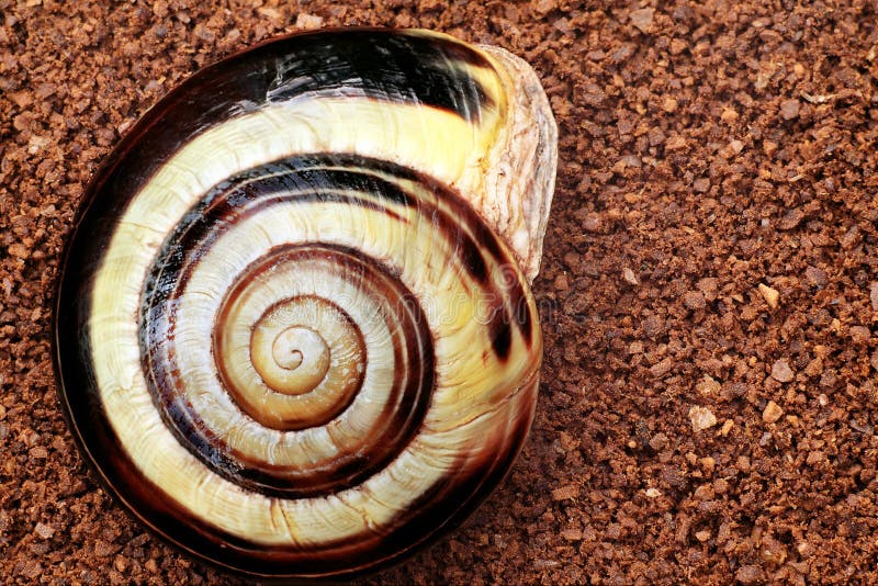 Snail shell stock photo. Image of coil, shell, horizontal - 14990136