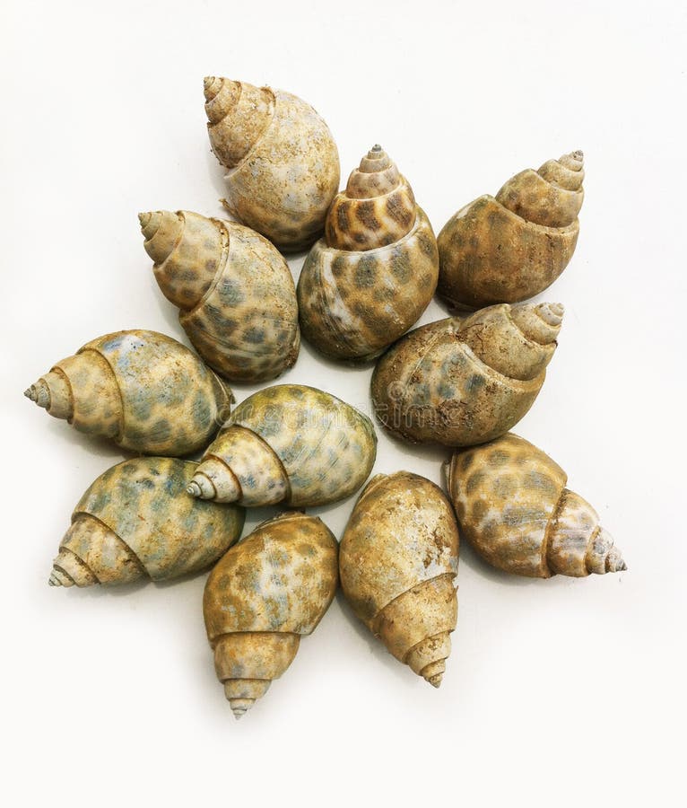 Snail Shell stock photo. Image of repeat, spikey, helix - 20522036